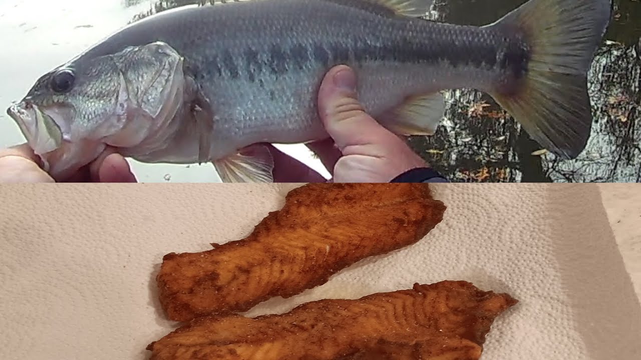 Spotted Bass Catch Clean Cook 1st time Trying - YouTube