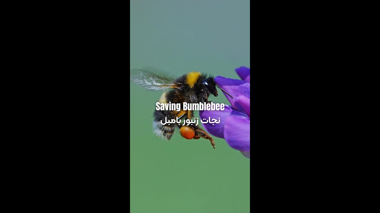 The Lost Bumblebee: A Story of Kindness and Homeward Bound - YouTube