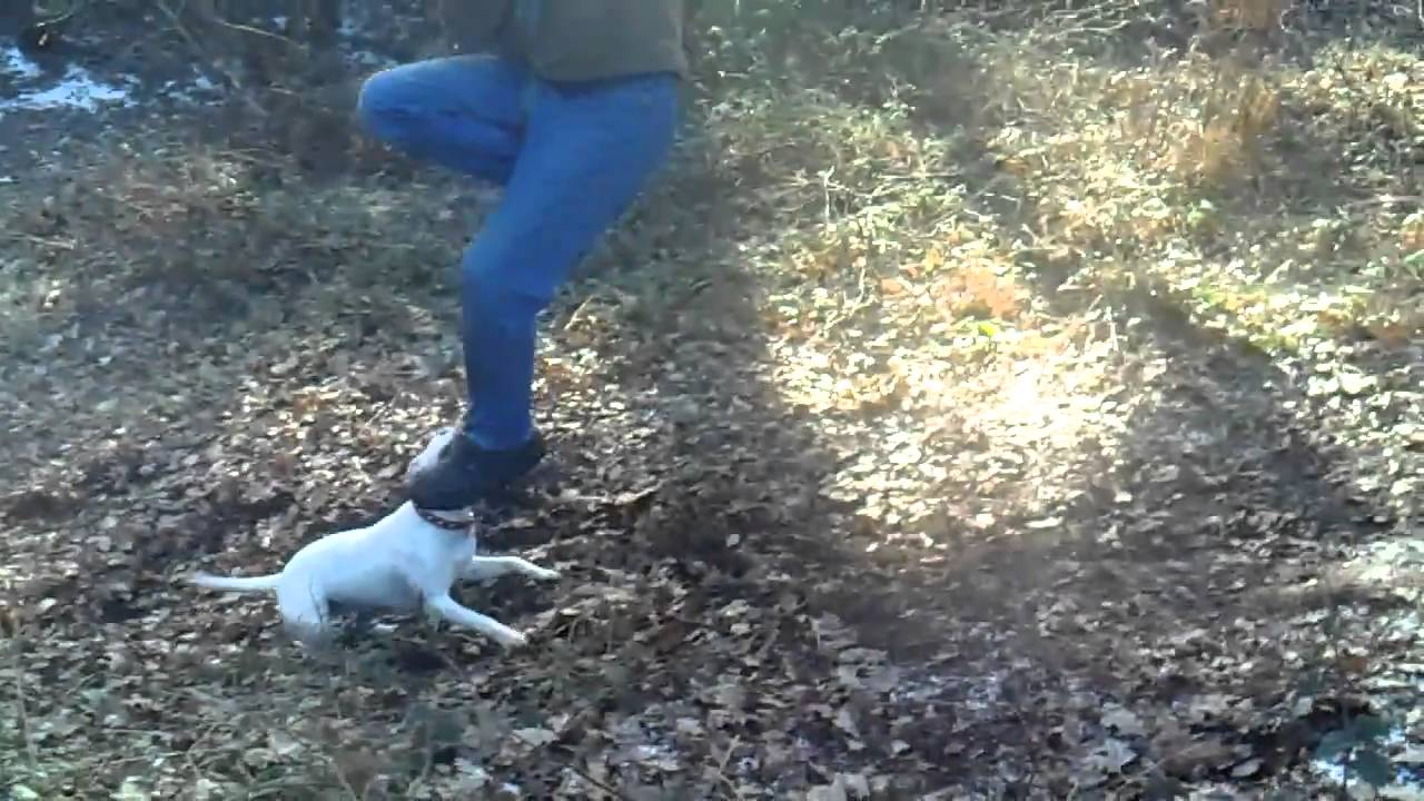 staffie attacks man - YouTube