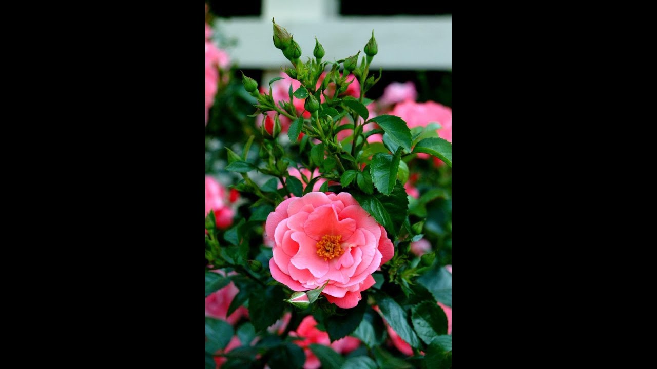 48.Bloom boosting potting mix for Rose - YouTube