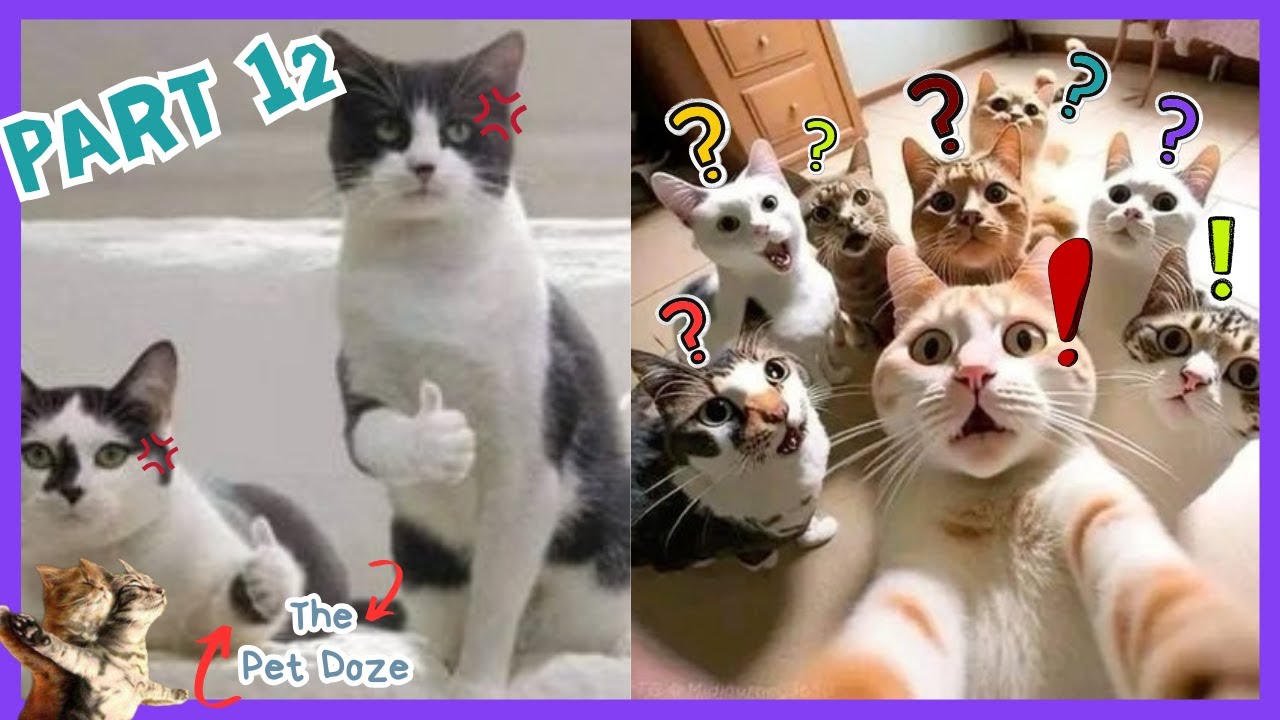 Funny Dog And Cat Videos 🐱 | Best Funny Animals Video 2024 #12 - The ...