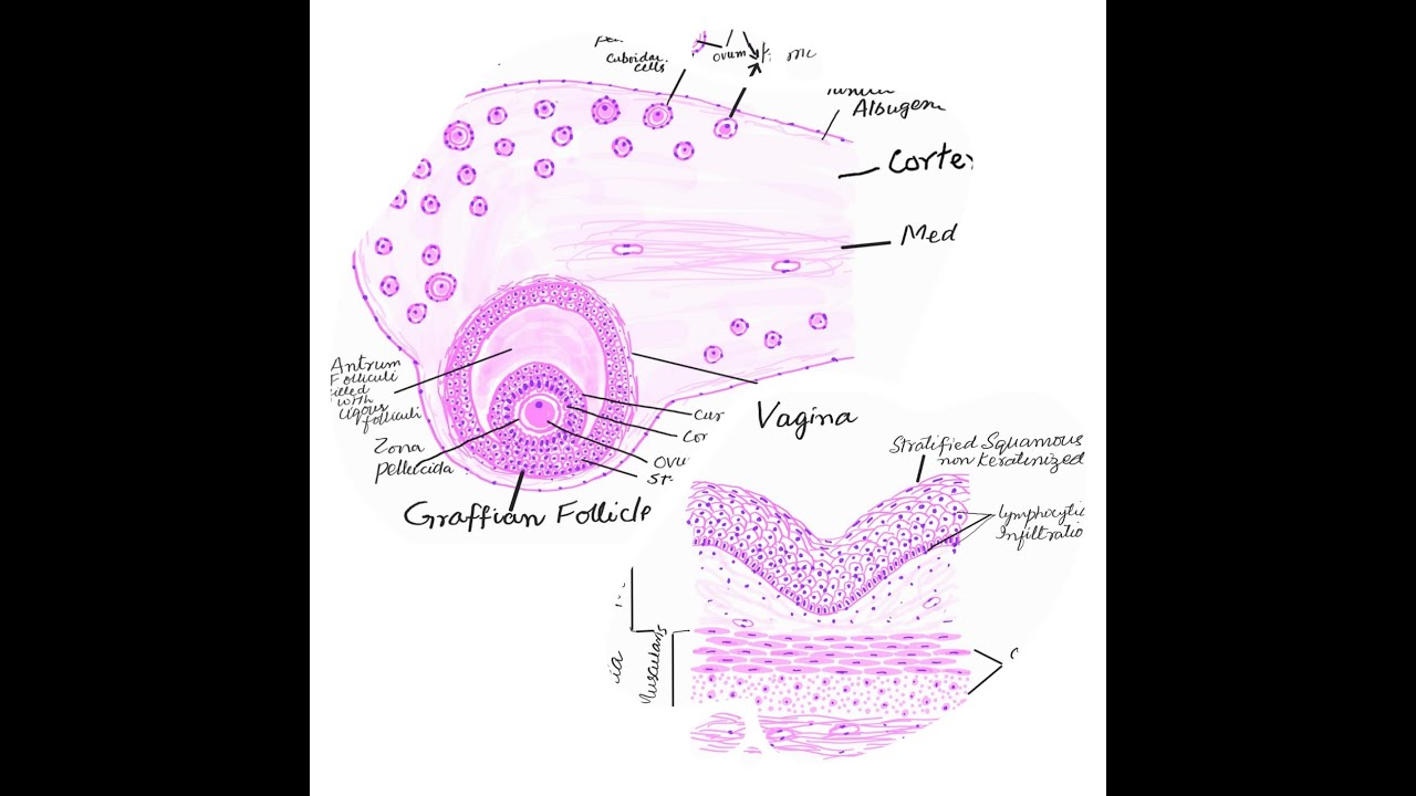 Ovary and vagina histology diagrams - YouTube