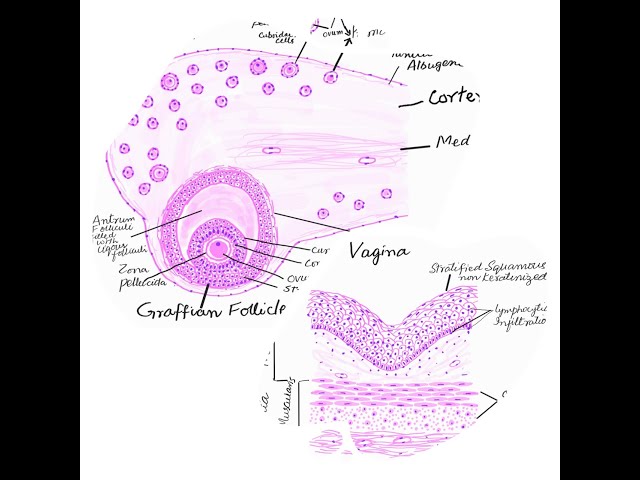 Ovary Histology Diagram