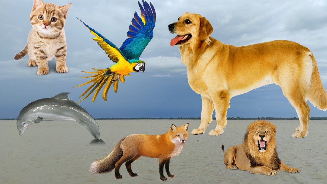 Wild animal videos and sound, Snake🐉 Camel🐪 Kangaroo🦘 Chimpanzee🦍 ...