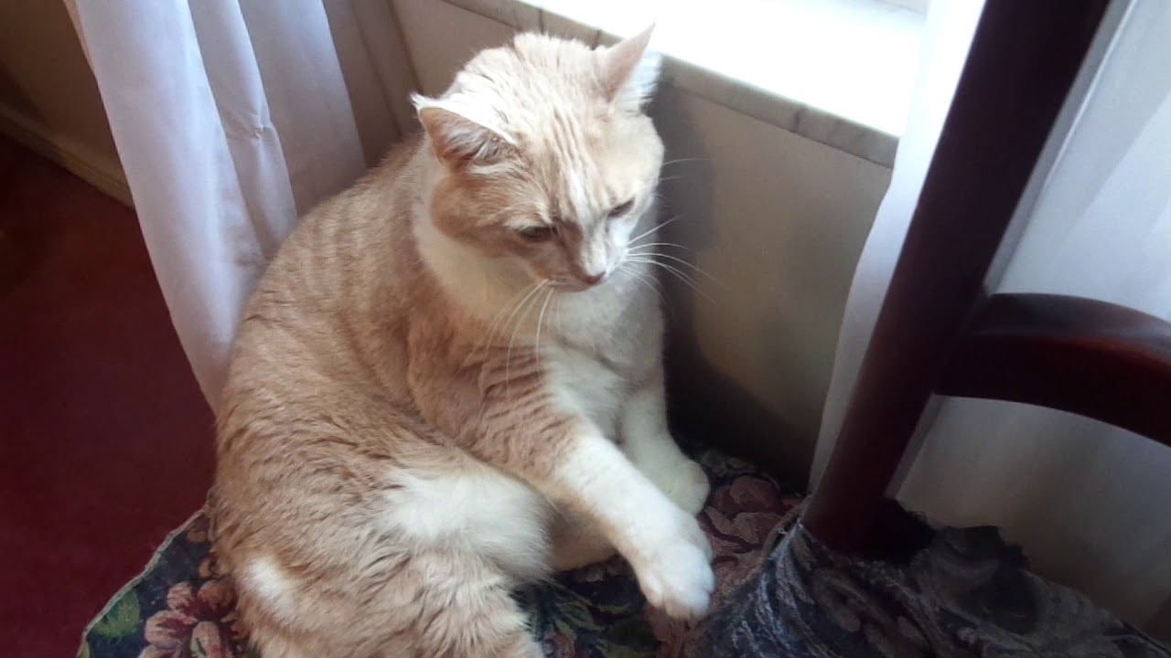 Cat giving paw. My cat Lovey giving me her paw. - YouTube