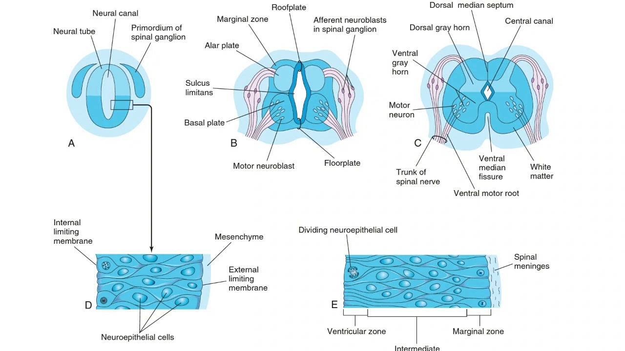 Spinal Cord Development embryology YouTube Spinal Cord Development embryology YouTube