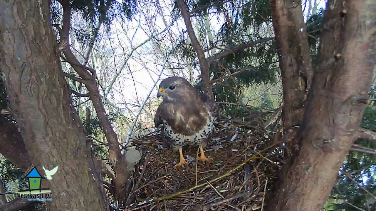03 04 Buizerds Nestbouw - YouTube