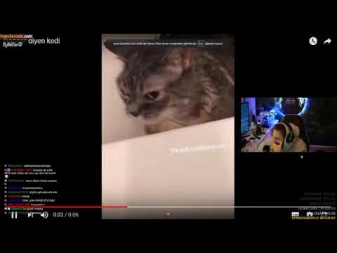 ELRAEN KONUŞAN KEDİLER İZLİYOR