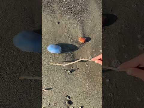 Deniz kenarında zehirli gibi görünen bir canlı bulduk🫢 #denizanası #deniz #shortsyoutube