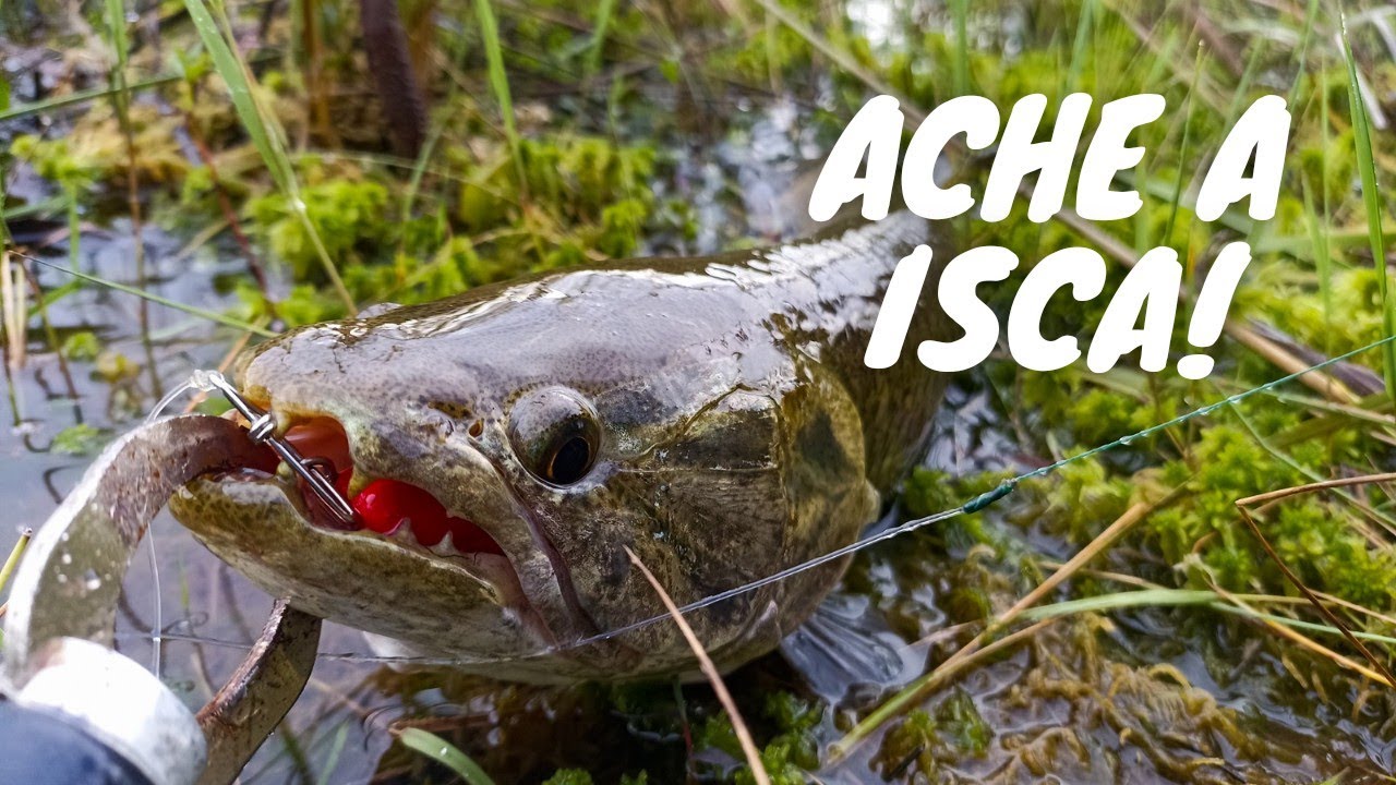 DIA DE RECORDE! DE PEIXE PERDIDO :/ - Pesca de trairas frog - YouTube