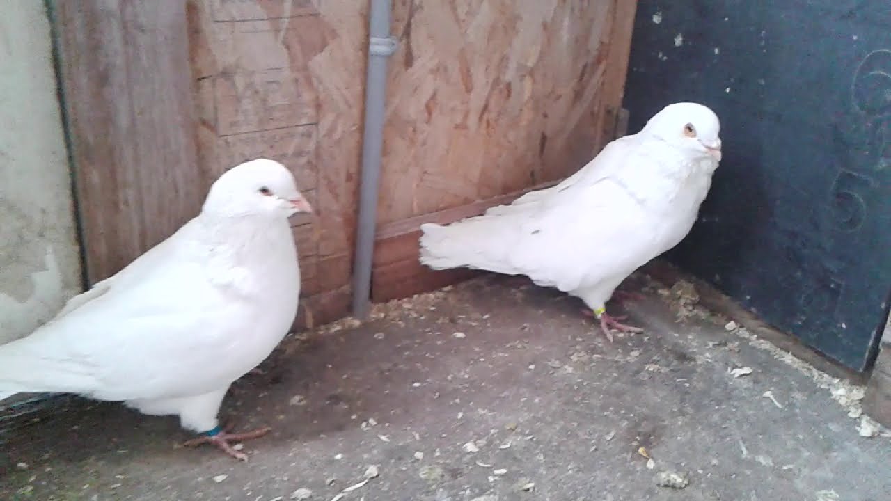 My new pair of white runts.pigeons. - YouTube