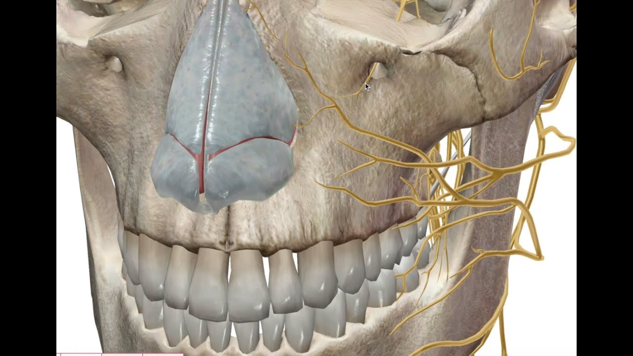 Anatomia do Esqueleto Axial - YouTube
