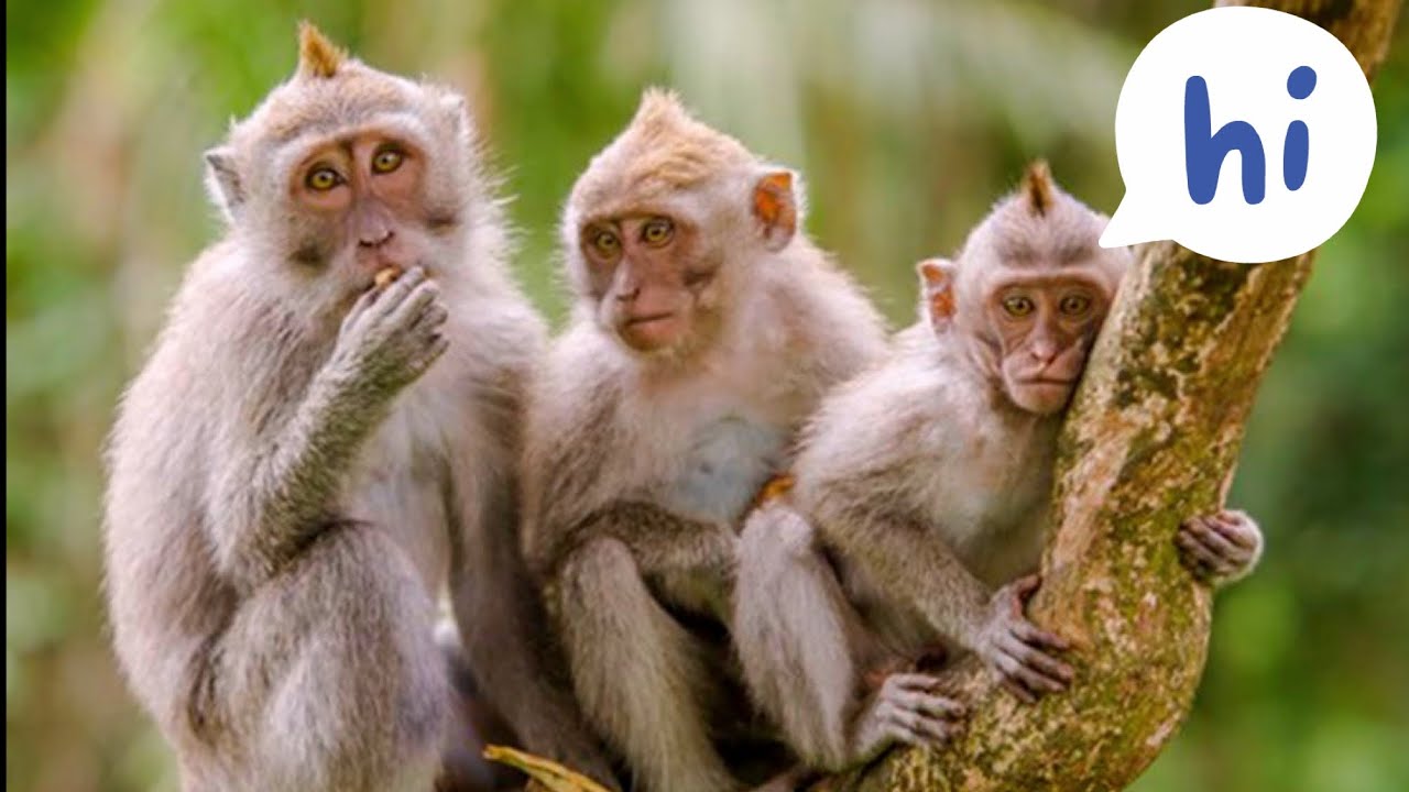 The Wild Monkeys in Borneo | Monyet liar di Kalimantan - YouTube