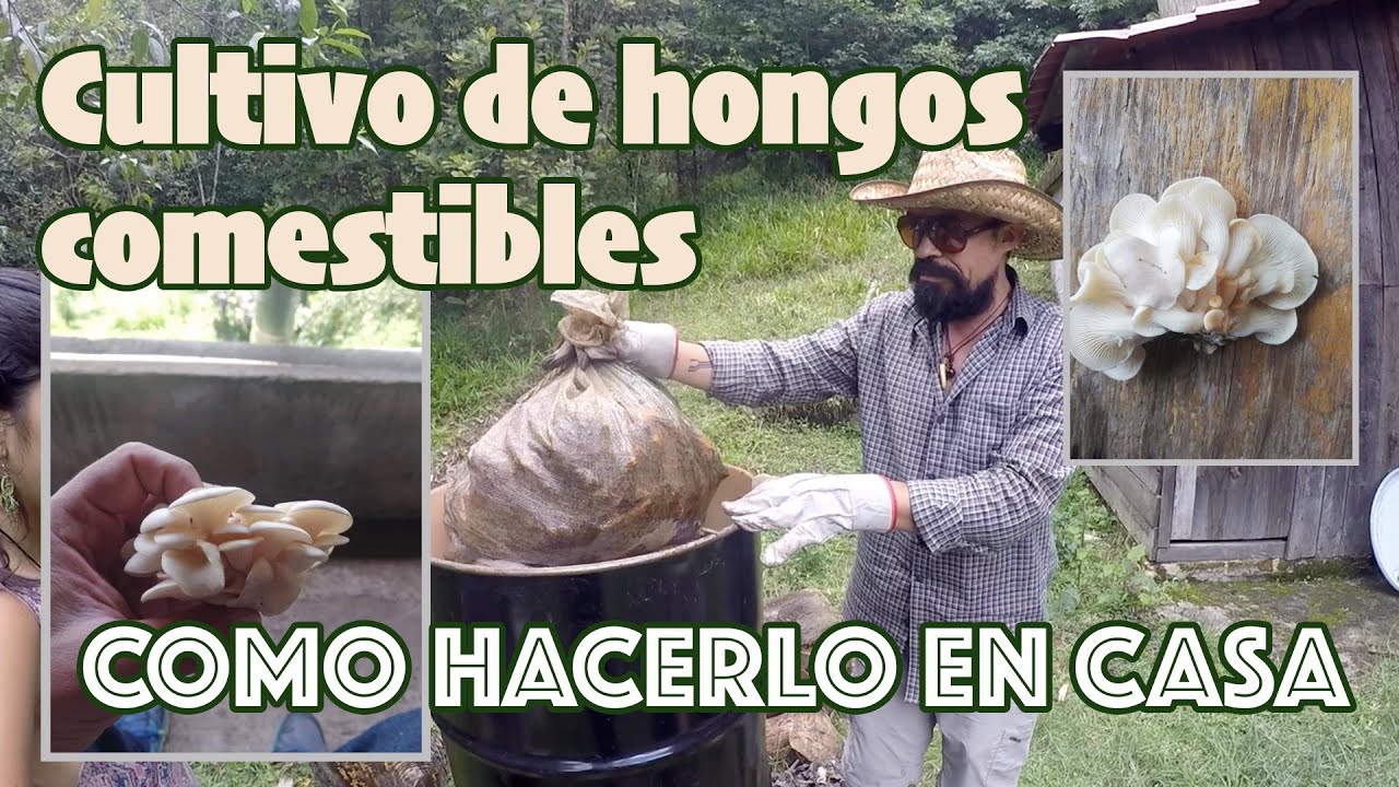 Cultivo de hongos comestibles, cultivo de Setas, la explicación del ...