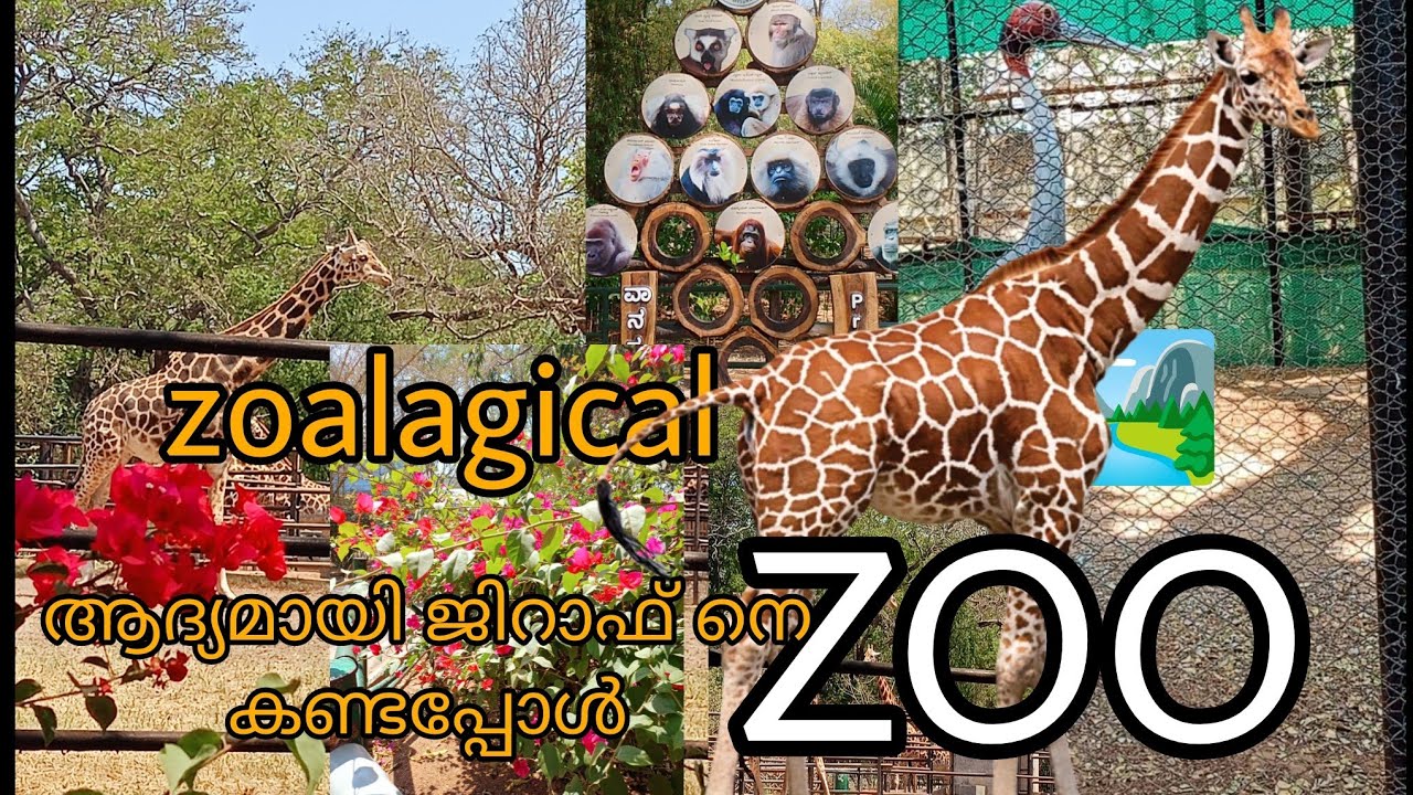 MYSORE ZOO 🦒🐆🐘 നിങ്ങൾ കാണാൻ ആഗ്രഹികുന്നതെല്ലാം ഇവിടെ ഉണ്ട്||മൈസൂർ zoo ...