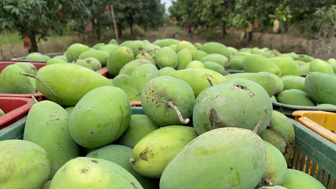 MANGO, Harvesting techniques in my village 🥭 Ep3 - YouTube
