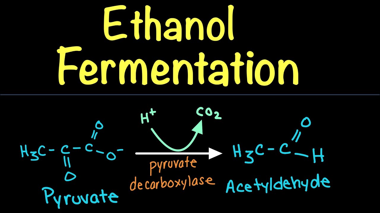 Ethanol Fermentation | Biochemistry - YouTube