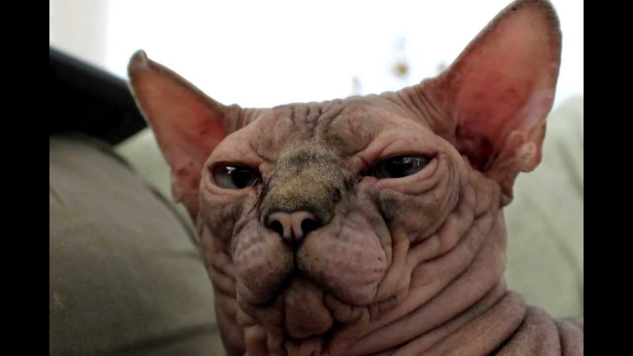 Yogi The Original Grumpy Cat - YouTube