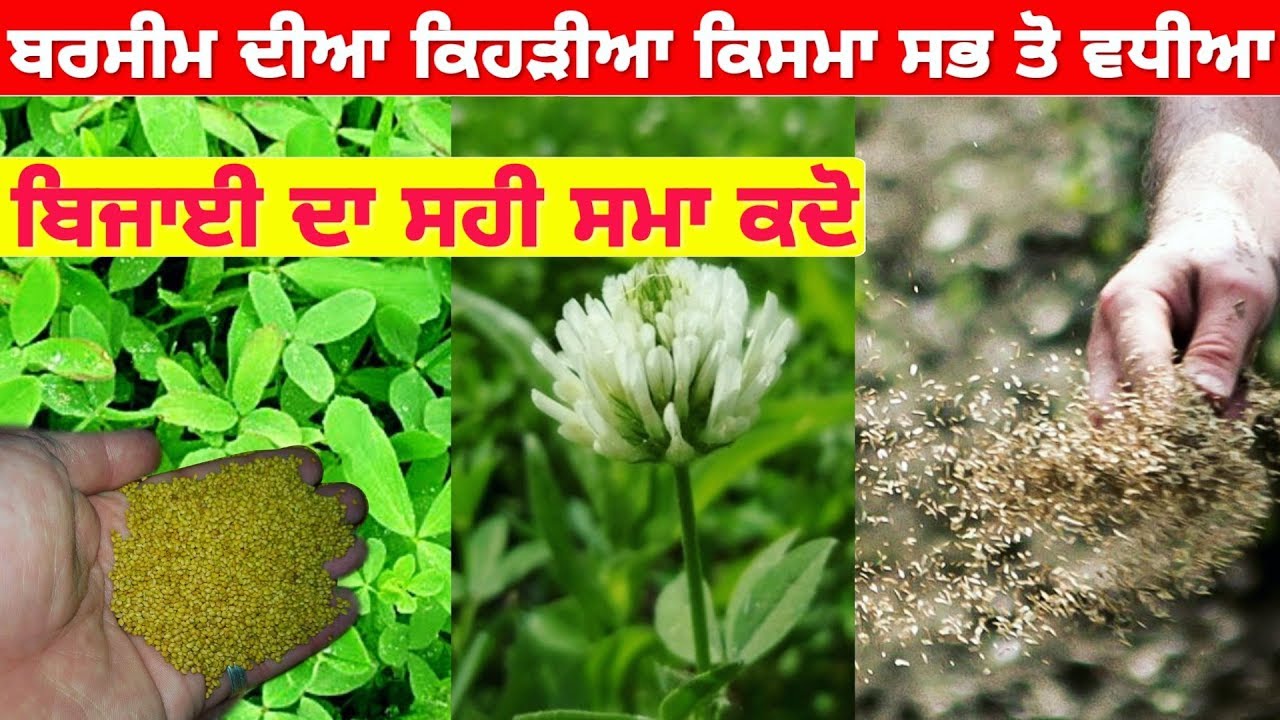 ਬਰਸੀਮ ਬੀਜਣ ਤੋ ਪਹਿਲਾ ਜਰੂਰ ਦੇਖੋ | बरसीम घास की जानकारी | Berseem grass ...