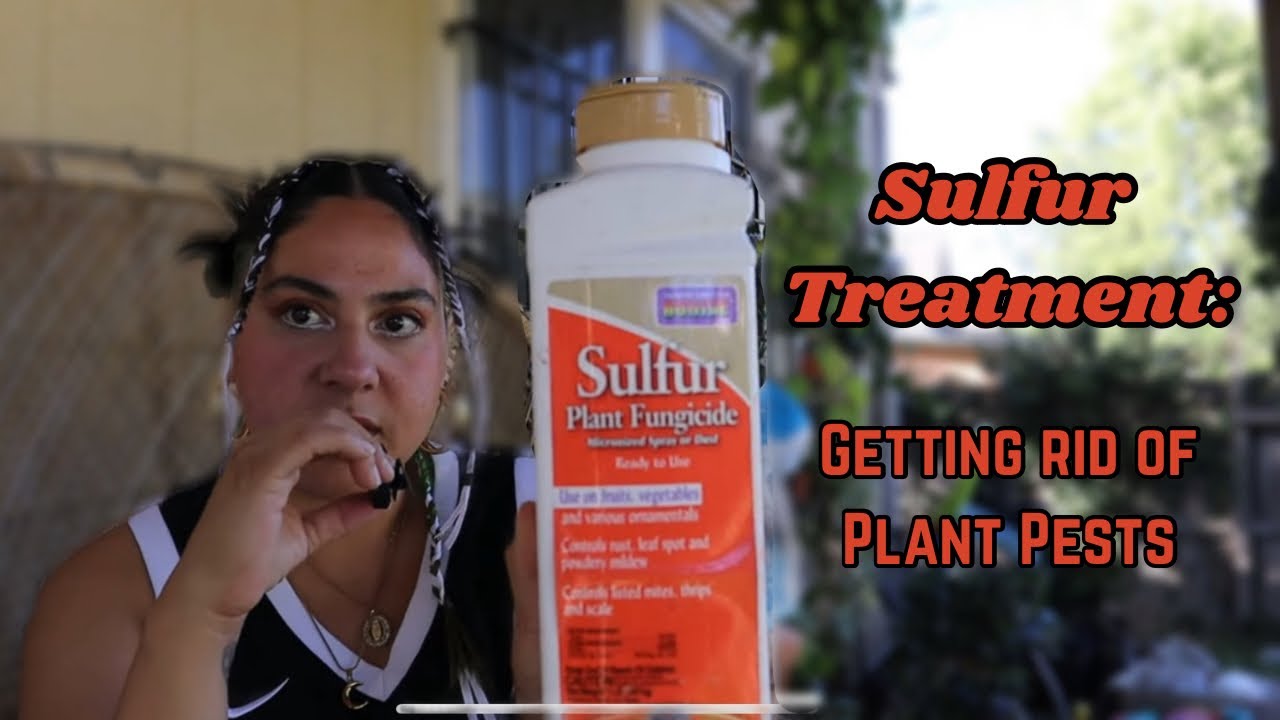 Sulfur Treatment for Plant Pests - YouTube