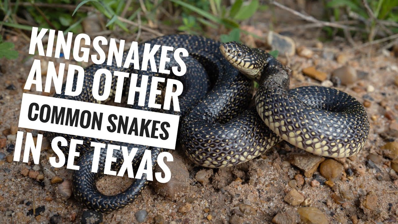 Speckled Kingsnakes and Other Common SE Texas Snakes - YouTube