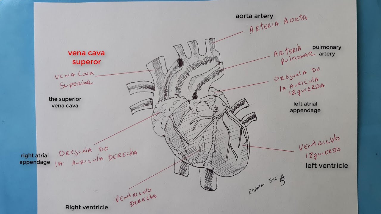 Compartir 72+ dibujo corazon y sus partes muy caliente - camera.edu.vn Compartir 72+ dibujo corazon y sus partes muy caliente - camera.edu.vn