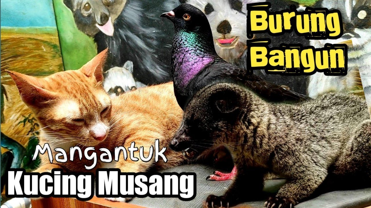 Kucing Musang Burung - YouTube
