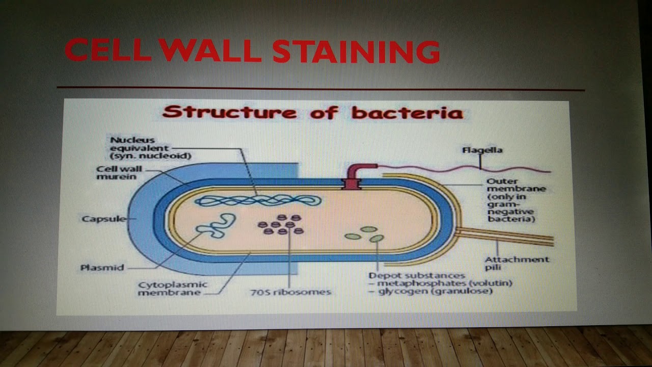 Cell wall staining - YouTube