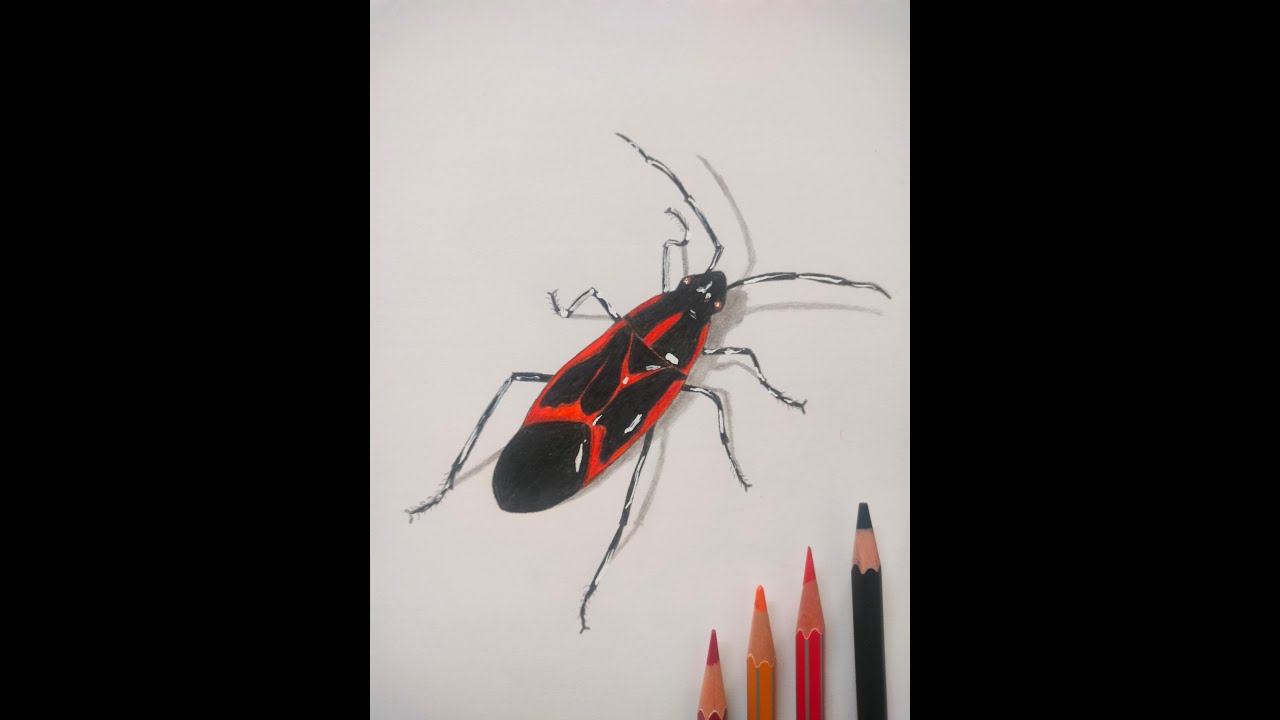 || Boxelder Bug Drawing || - YouTube