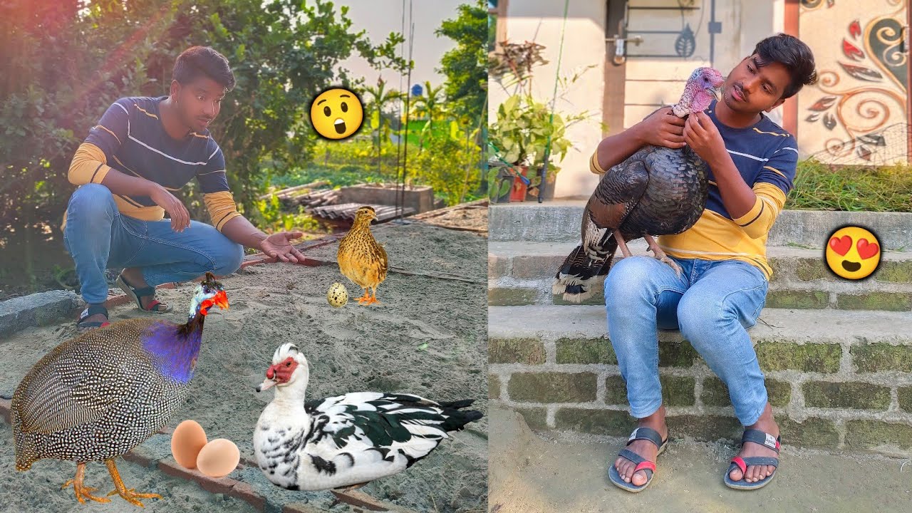 Hamara Turkey 🦃, Ducks 🦆, Chicken 🐔 Or Guinea Fowl Ande 🥚 Denewali Hai ...