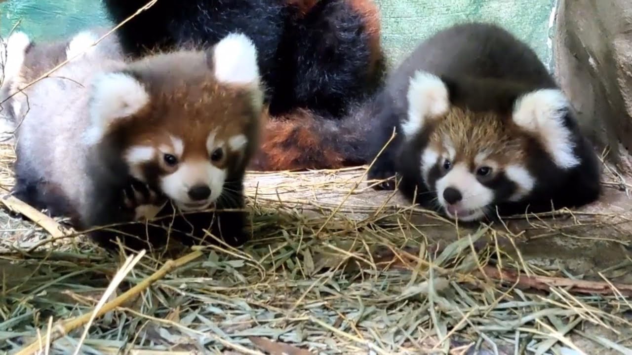 Let me show you what a 67 day old red panda baby looks like【red panda ...