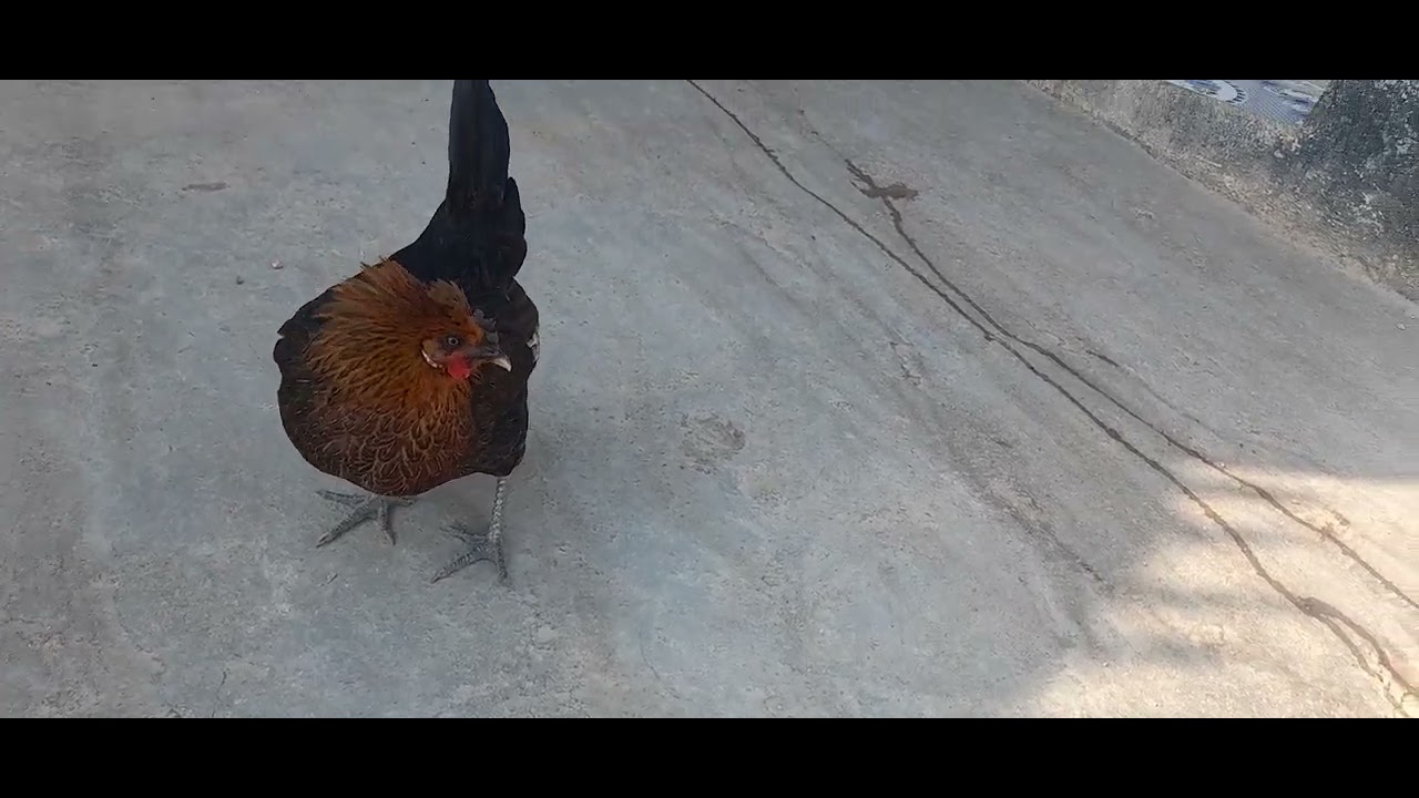 Digaaga somalia 🇸🇴 - YouTube