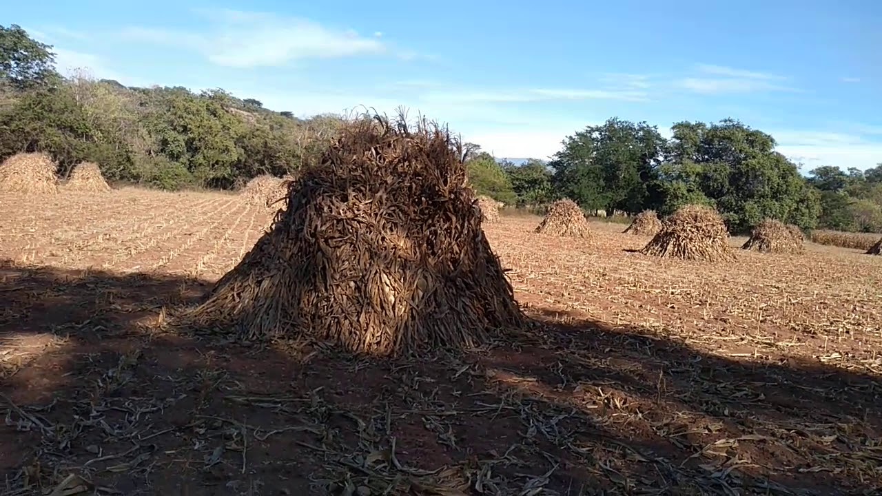 Monos De Milpa seca (Álvaro Videos) - YouTube