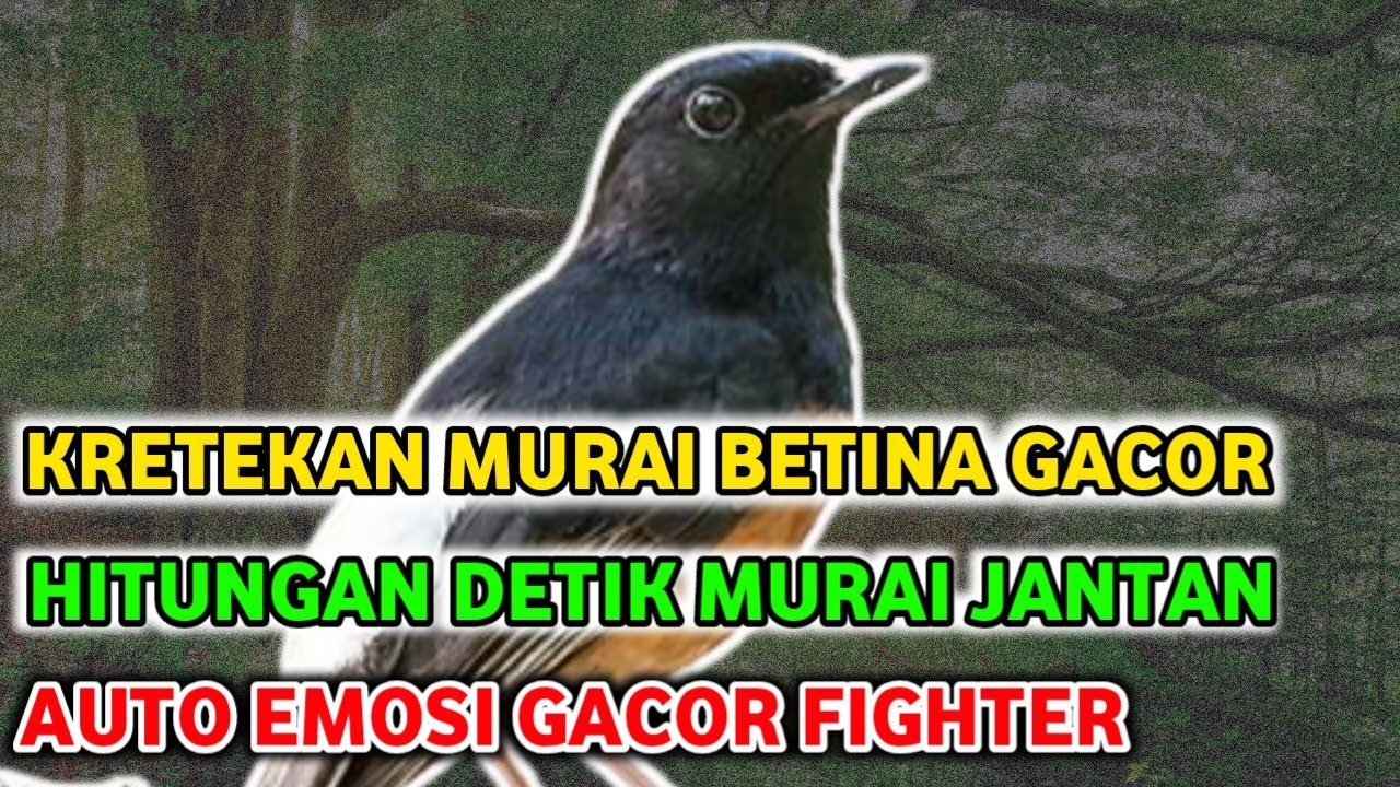 KRETEKAN MURAI BATU BETINA GACOR MEMANGGIL JANTAN, PANCINGAN MURAI BATU ...