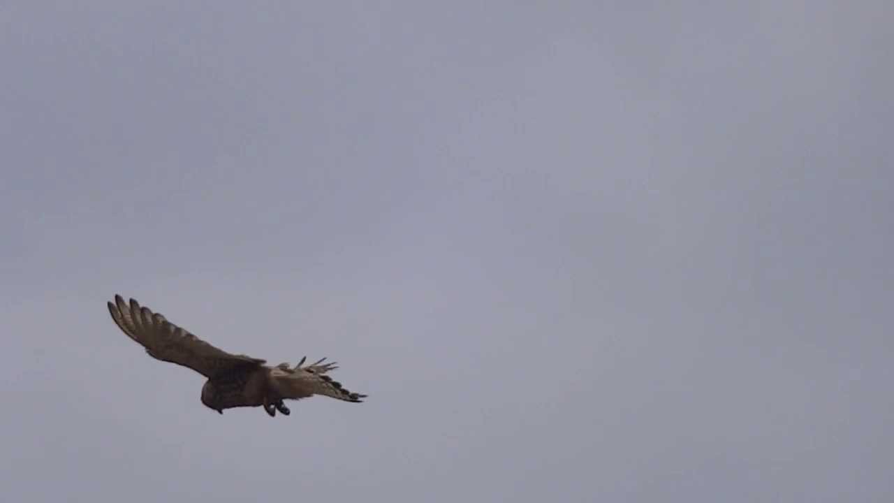 Peregrine falcon hunting, hovering over and diving around Cornish ...