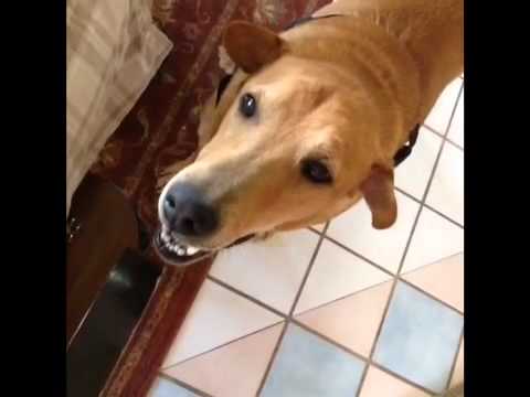 Animal VINE Compilation (Puckett Pets) - YouTube