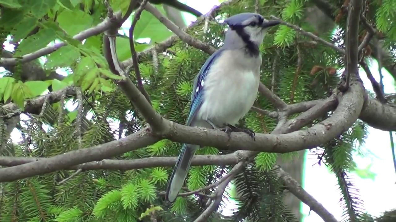 Blue Jay Profile 3 HQ HD - YouTube