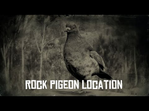 RDR2: Rock Pigeon Location *SPAWN LOCATION* - YouTube
