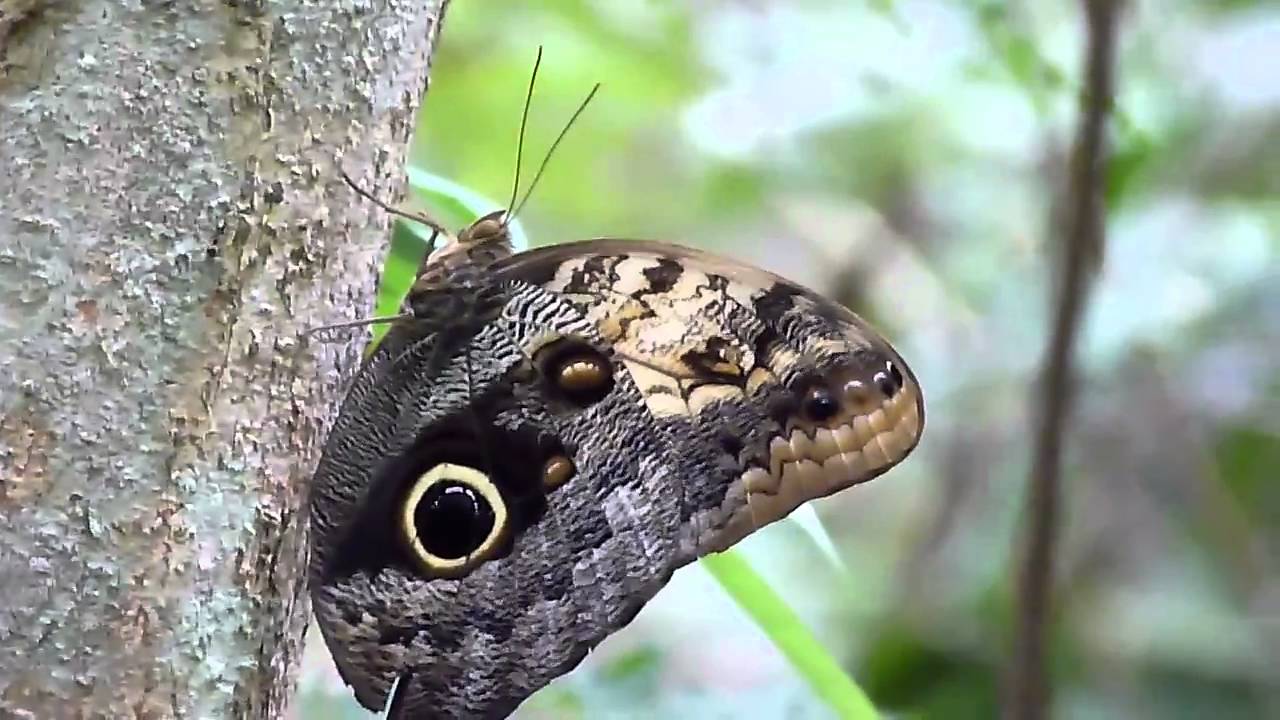 Owl butterfly (Caligo genus) - Mariposa buho o Mariposa Ojos de Buho ...