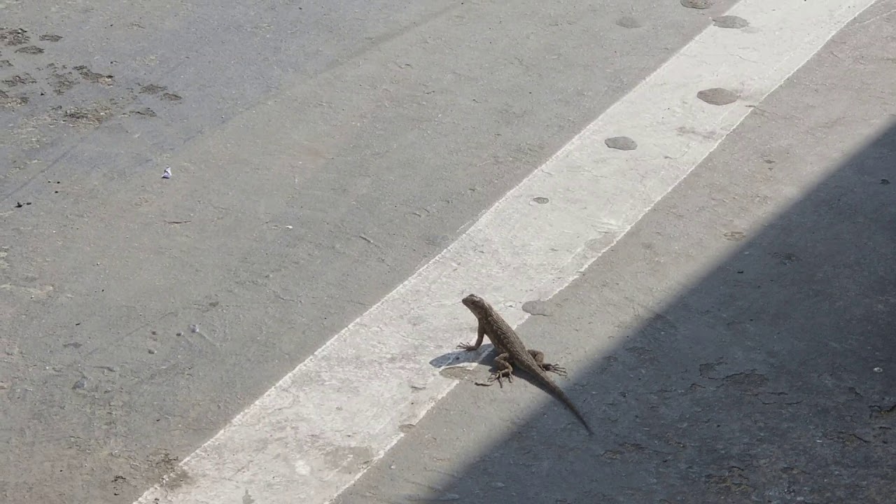 Lizard push ups - YouTube