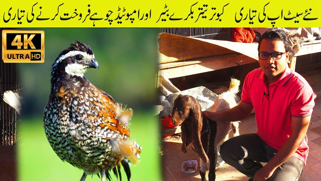 New Java Setup Starting Soon | Pigeon, Hen, Goat, Guinea pig, Teeter ...