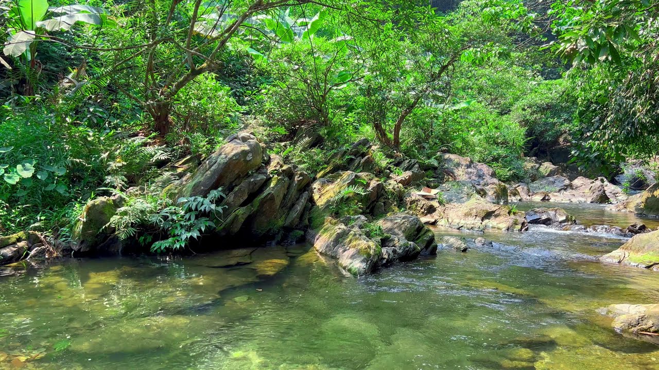 Nature Sounds in Green Forest, Calming Forest Sounds, Gentle Stream ...