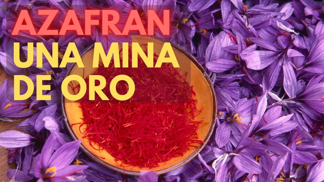 Beneficios del azafrán | como tomarlo y cuales son sus ...