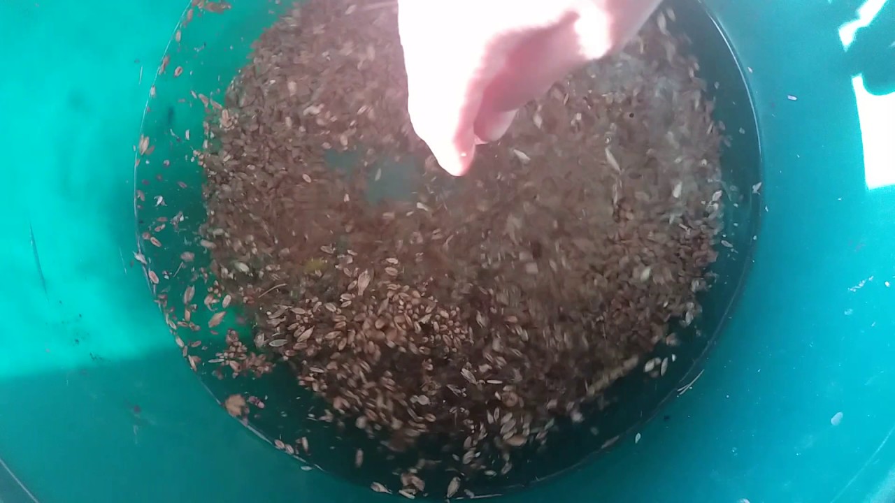 Comment faire pondre sa poule plus vite - YouTube