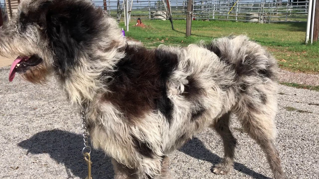 Adopted: F1 Great DaNoodle male. - YouTube