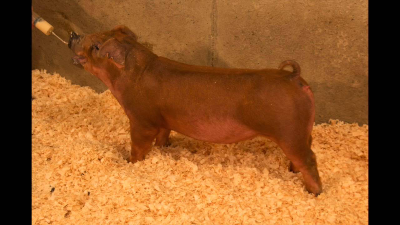 Drake Pigs Vid 2016 - YouTube
