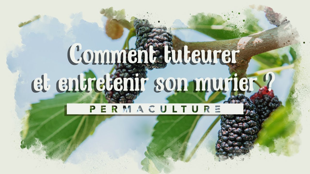 L'entretien et le palissage de mes muriers ! - YouTube