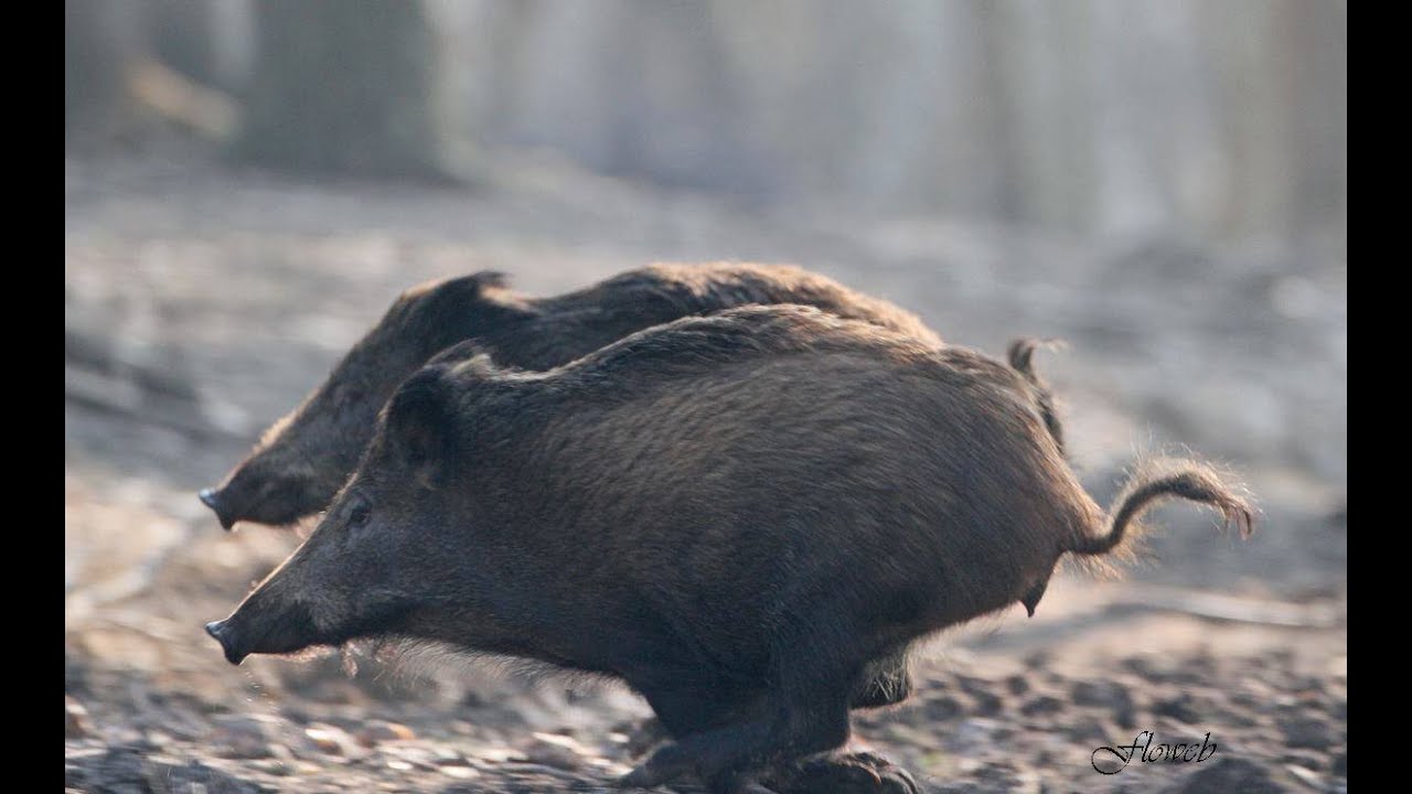 Chasse sanglier en battue - YouTube