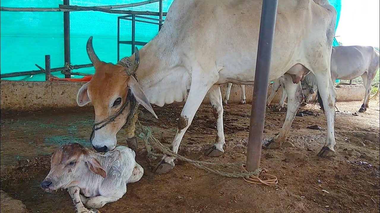 Cow Delivery | New Born Calf | How lick To Clear New Borncalf - YouTube