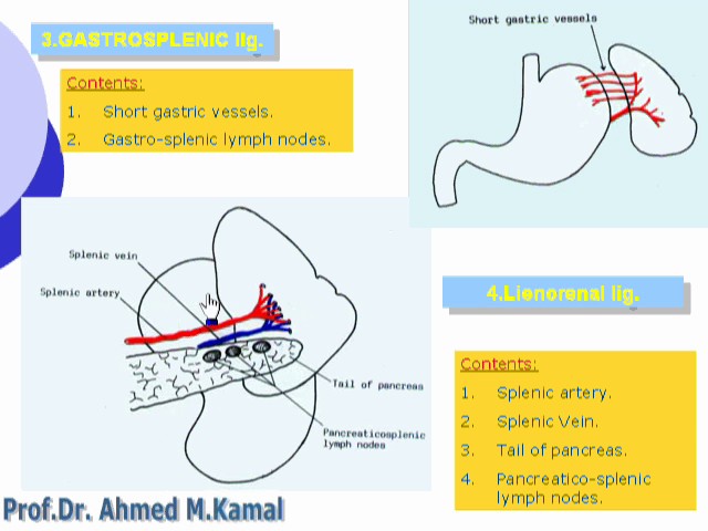 Gastrosplenic Ligament